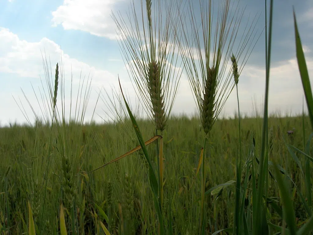 Farmers Should Watch For Pests During Hot Weather | 1330 & 101.5 WHBL