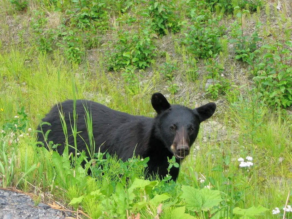The 2021 Bear Season Getting Back To Normal Harvest Numbers | WSAU News ...