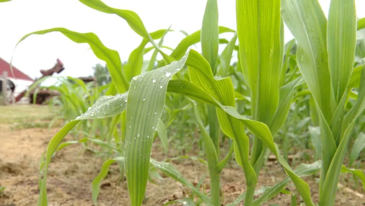 Expanding Ag Education Opportunities in Wisconsin | WSAU News/Talk 550 ...