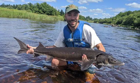 Lake Sturgeon