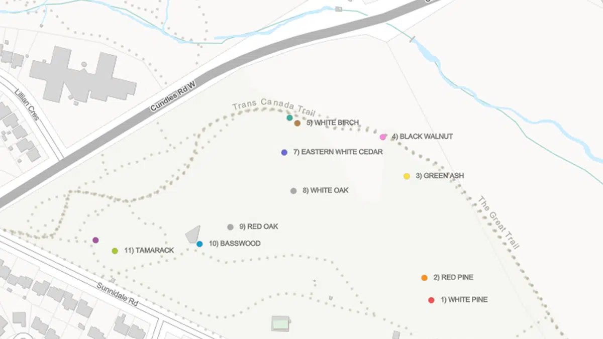 Check Out The Guided Tree Walk At Sunnidale Park | Bayshore ...