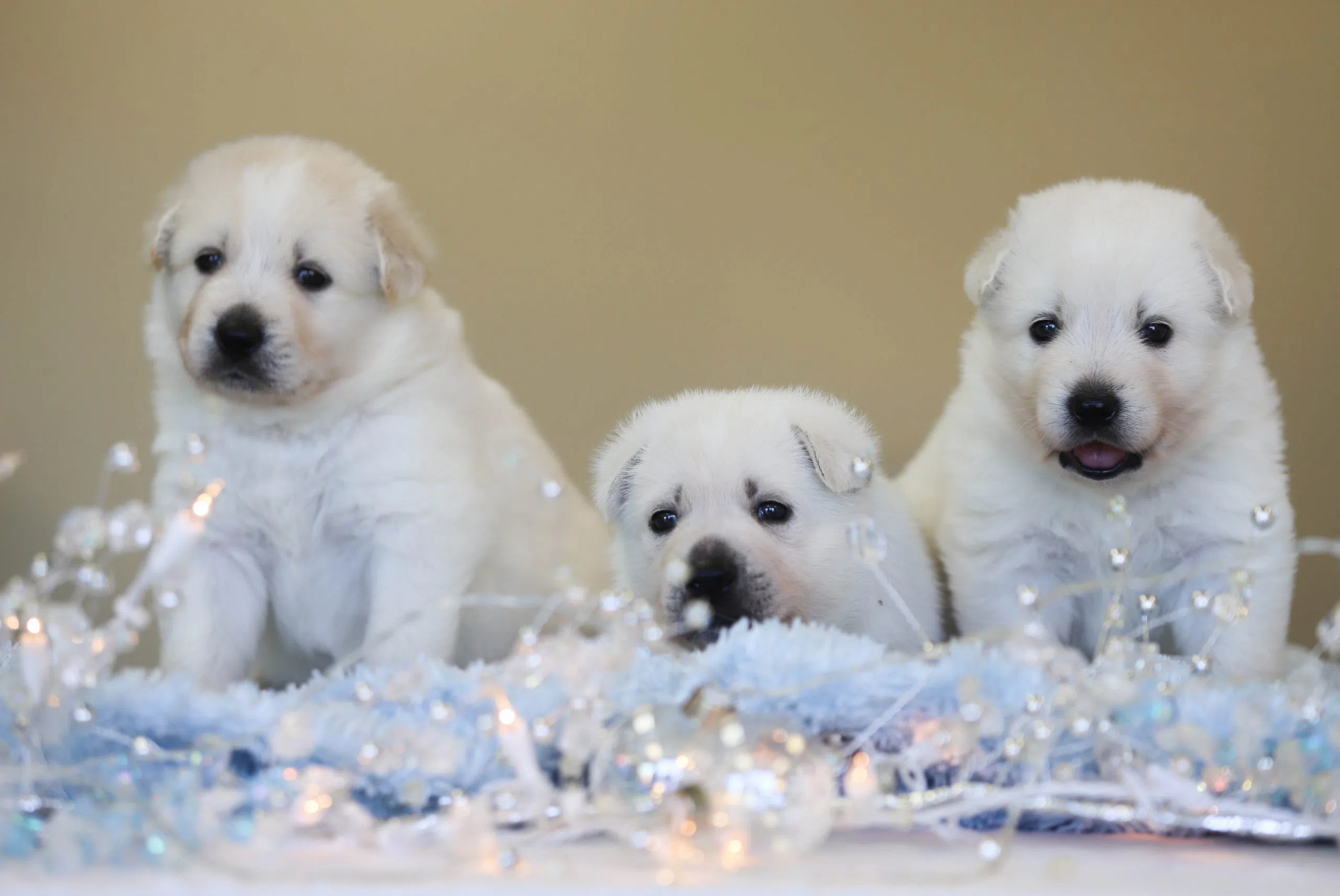 OSPCA kicks off its iAdopt for the Holidays campaign | Country 102