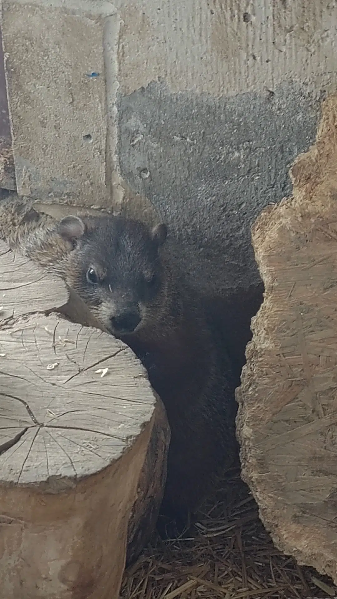 Wiarton Willie Predicts An Early Spring | Country 104.9