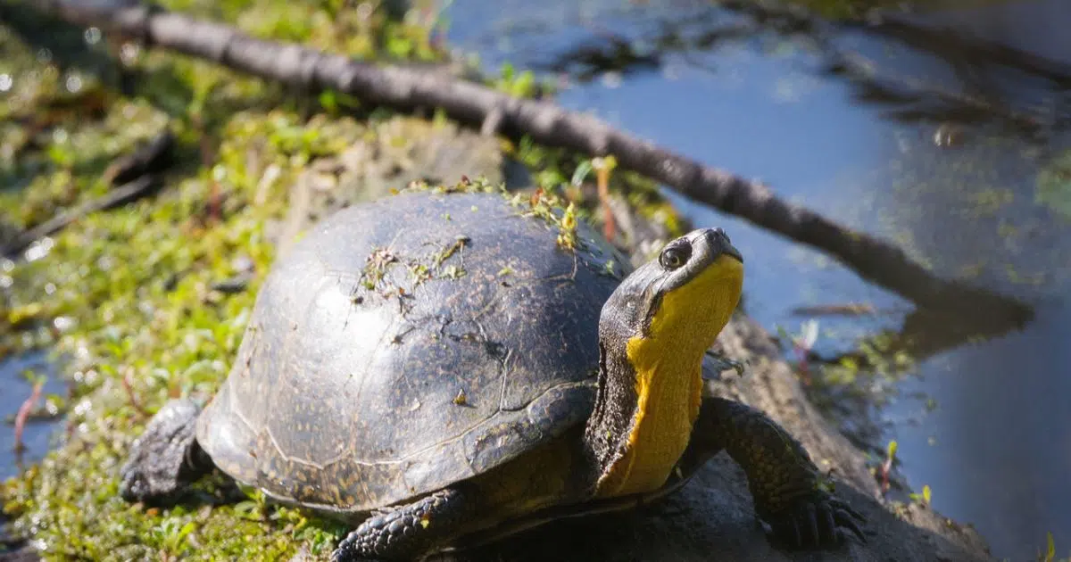 NCC Reminds Motorists To Watch For Turtles | Country 93