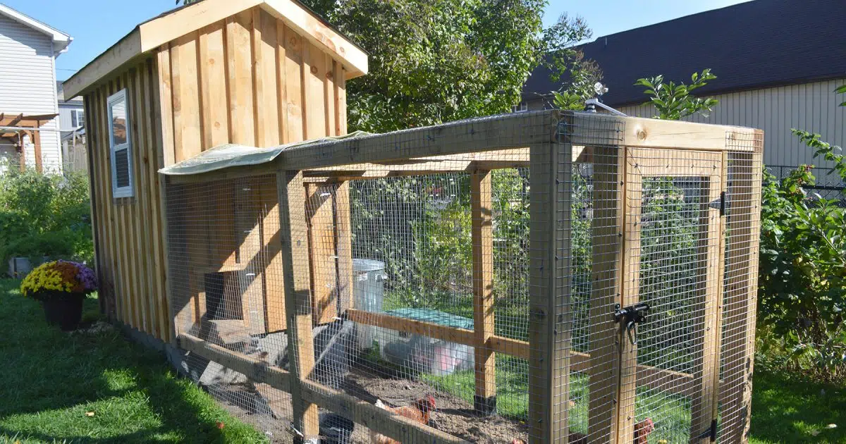 Orillia Backyard Hen Pilot program an ‘egg’-straordinary success ...