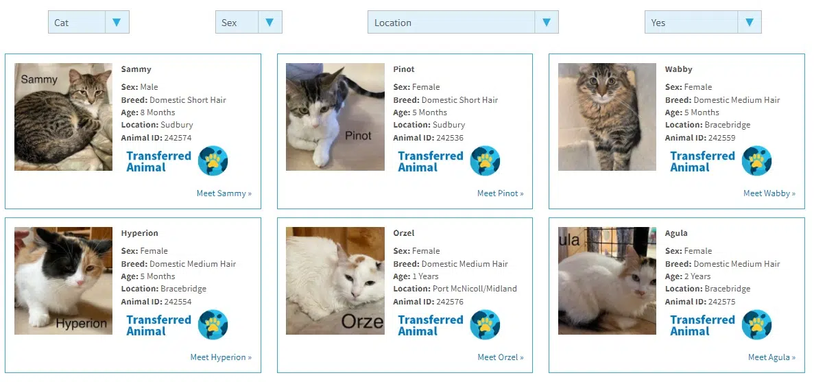 Ontario SPCA And Humane Society Has 32 Cats Who Need Homes | 89.1 Max FM