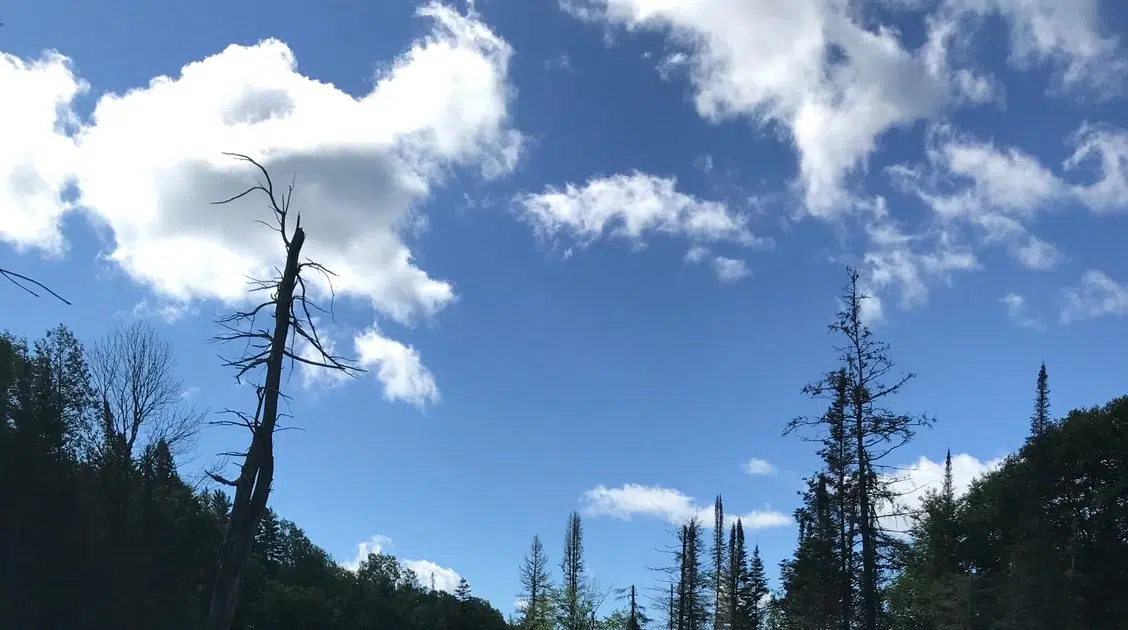 Haliburton Forest site first of its kind to be recognized in new ...