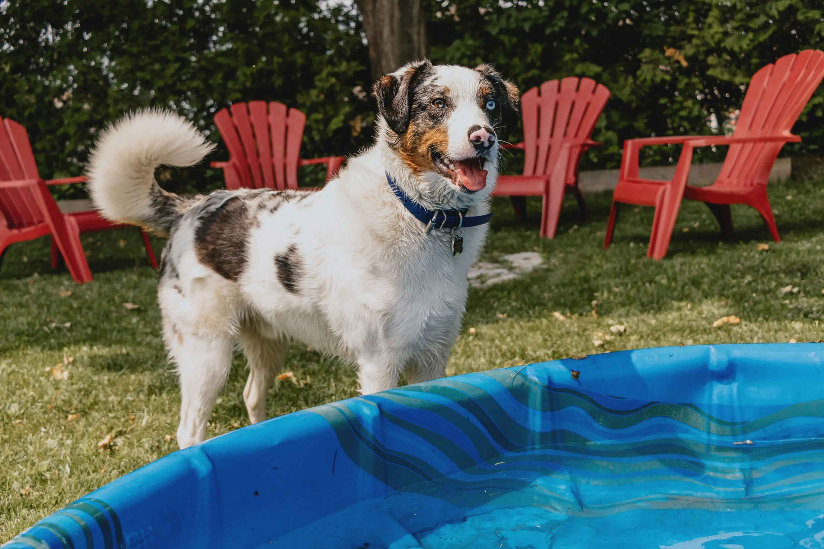 Will you take the No Hot Pets pledge to save an animal’s life this ...