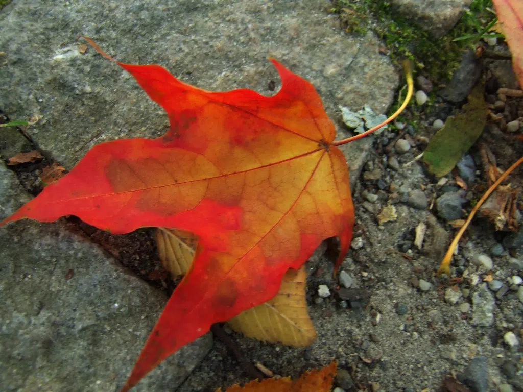OPP Focus On Road, By-Law Safety As People Enjoy Fall Colours | Country 105