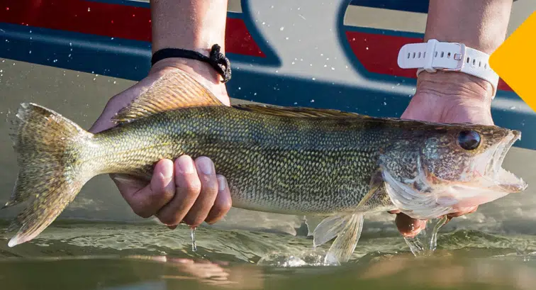 Notable fish telemetry study underway through Kansas Department of ...