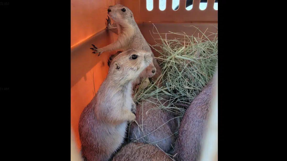 Trade brings new prairie dogs to David Traylor Zoo | KVOE