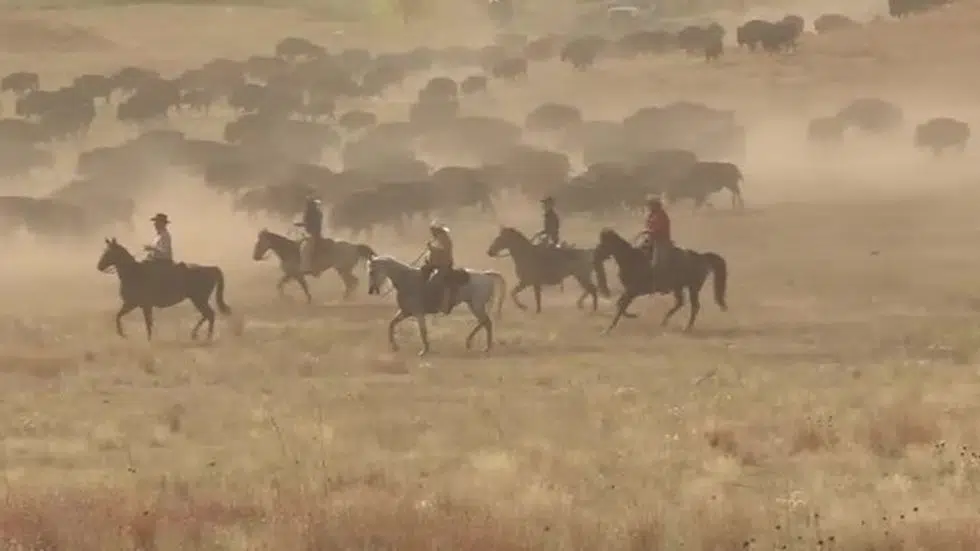 Thousands attend 55th annual buffalo roundup at Custer State Park | 103 ...