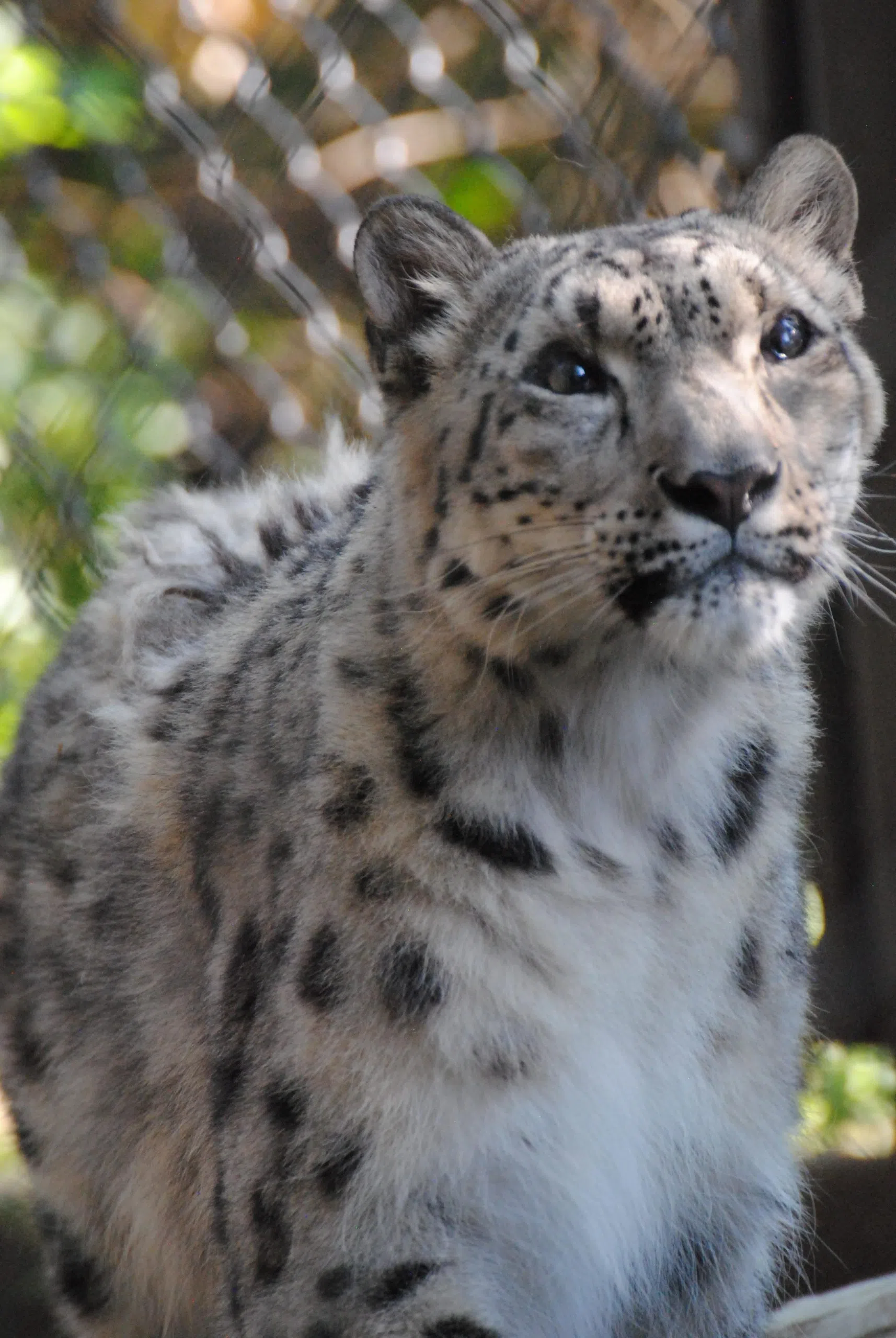 Great Plains Zoo’s snow leopard Baya dies; Other big cats also sick ...