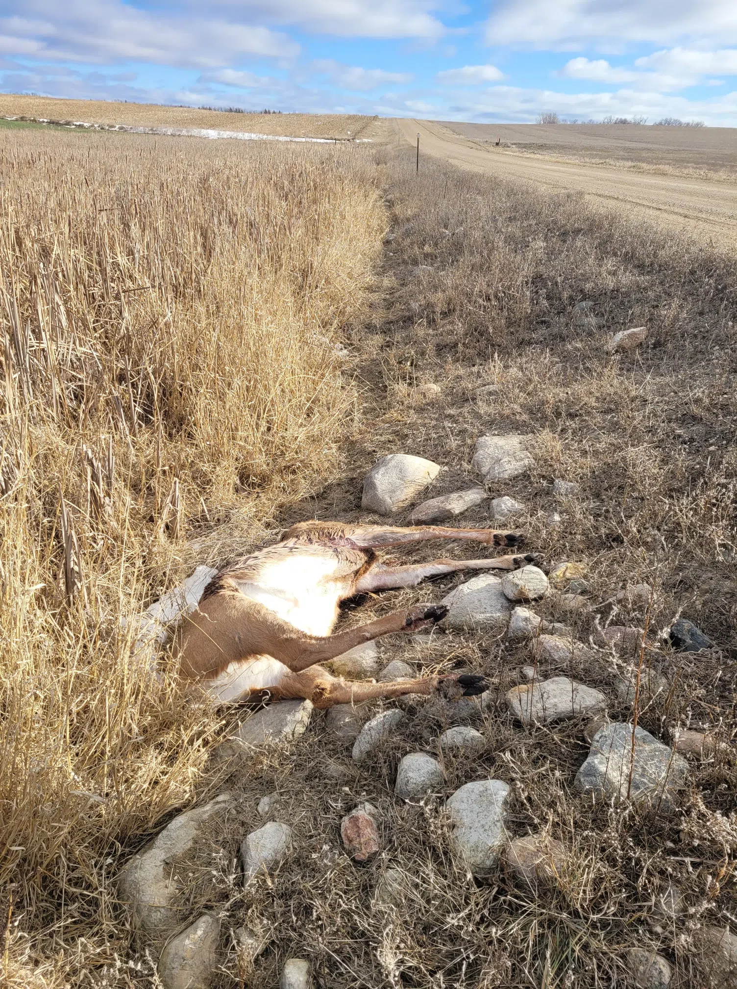 As East River rifle deer hunting opens, officers need help in poaching ...