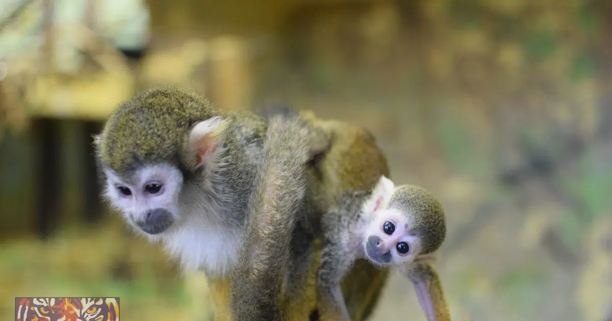 The Great Plains Zoo’s newest baby squirrel monkey needs a name | KELO-AM