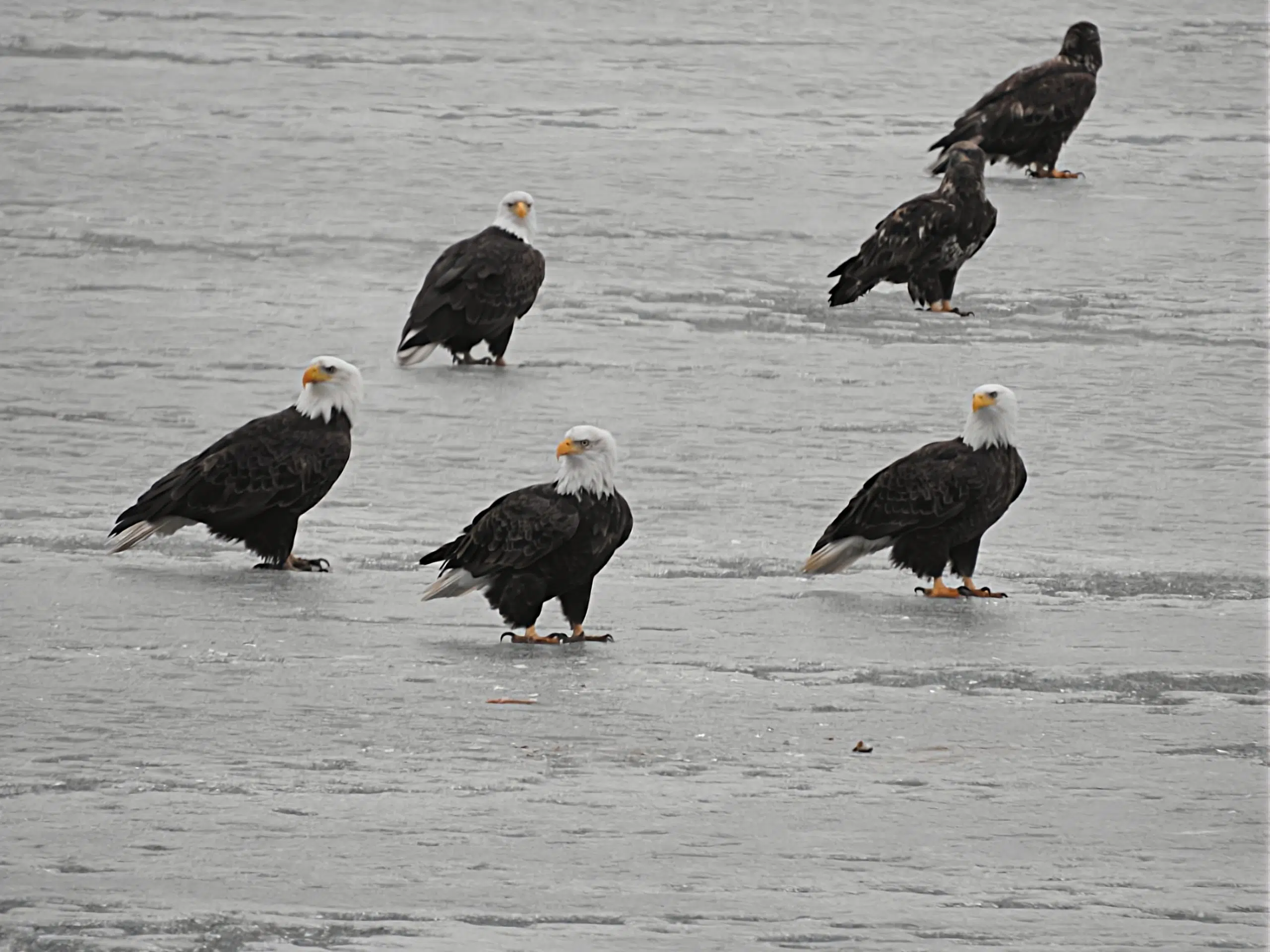 PHOTOS: Bald eagles, following the geese migration, descend on Moody ...