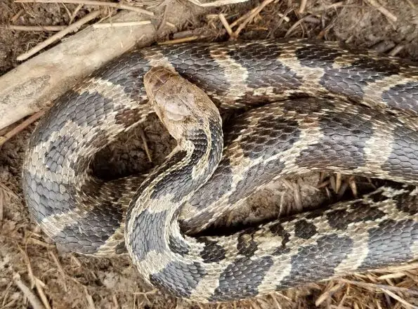 In Iowa, it’s most likely NOT a rattlesnake! | KELO-AM