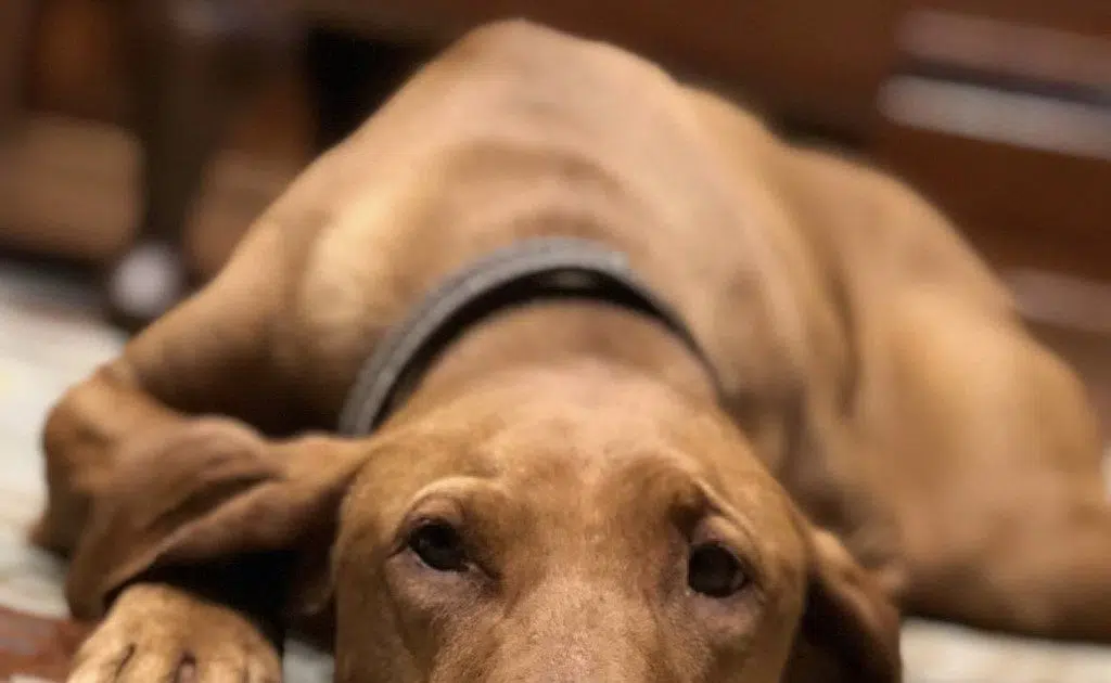 Governor Noem mourning the loss of her dog, Hazel | KELO-AM