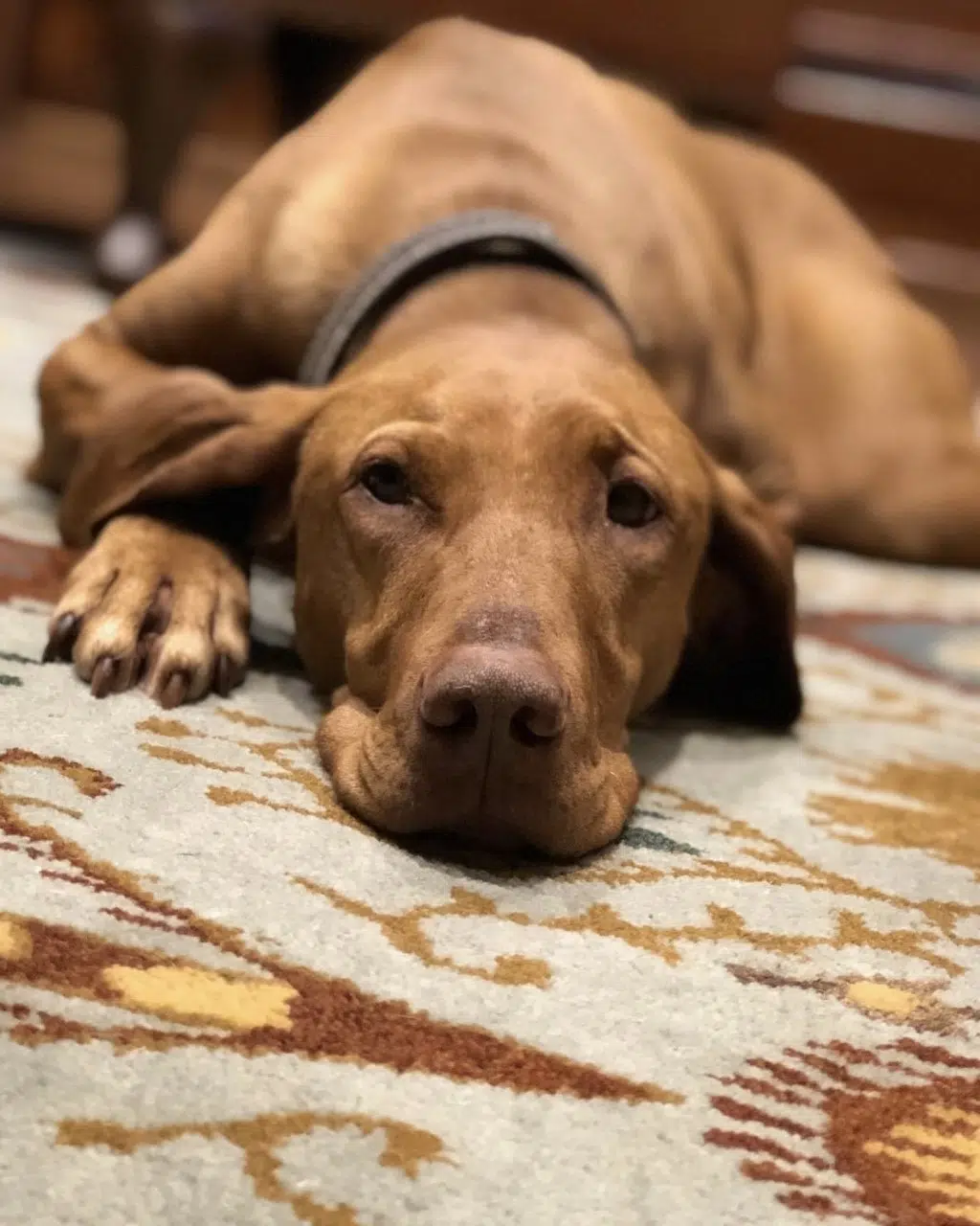 Governor Noem mourning the loss of her dog, Hazel | Sports Radio KWSN