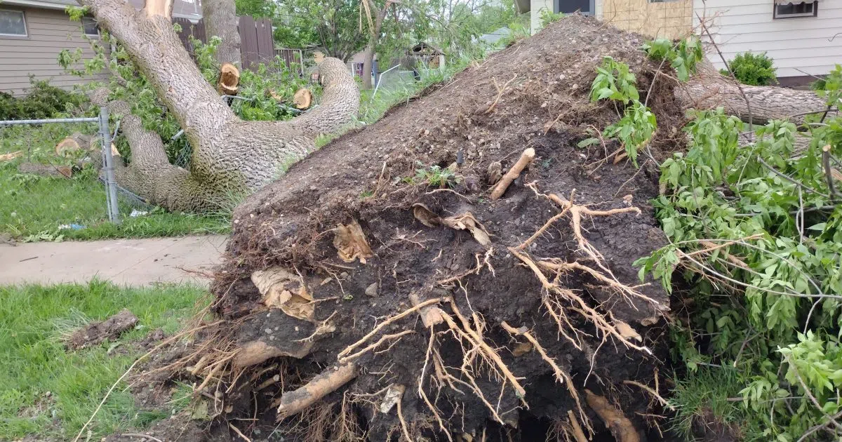 Pruning trees prevents storm damage. | KELO-AM