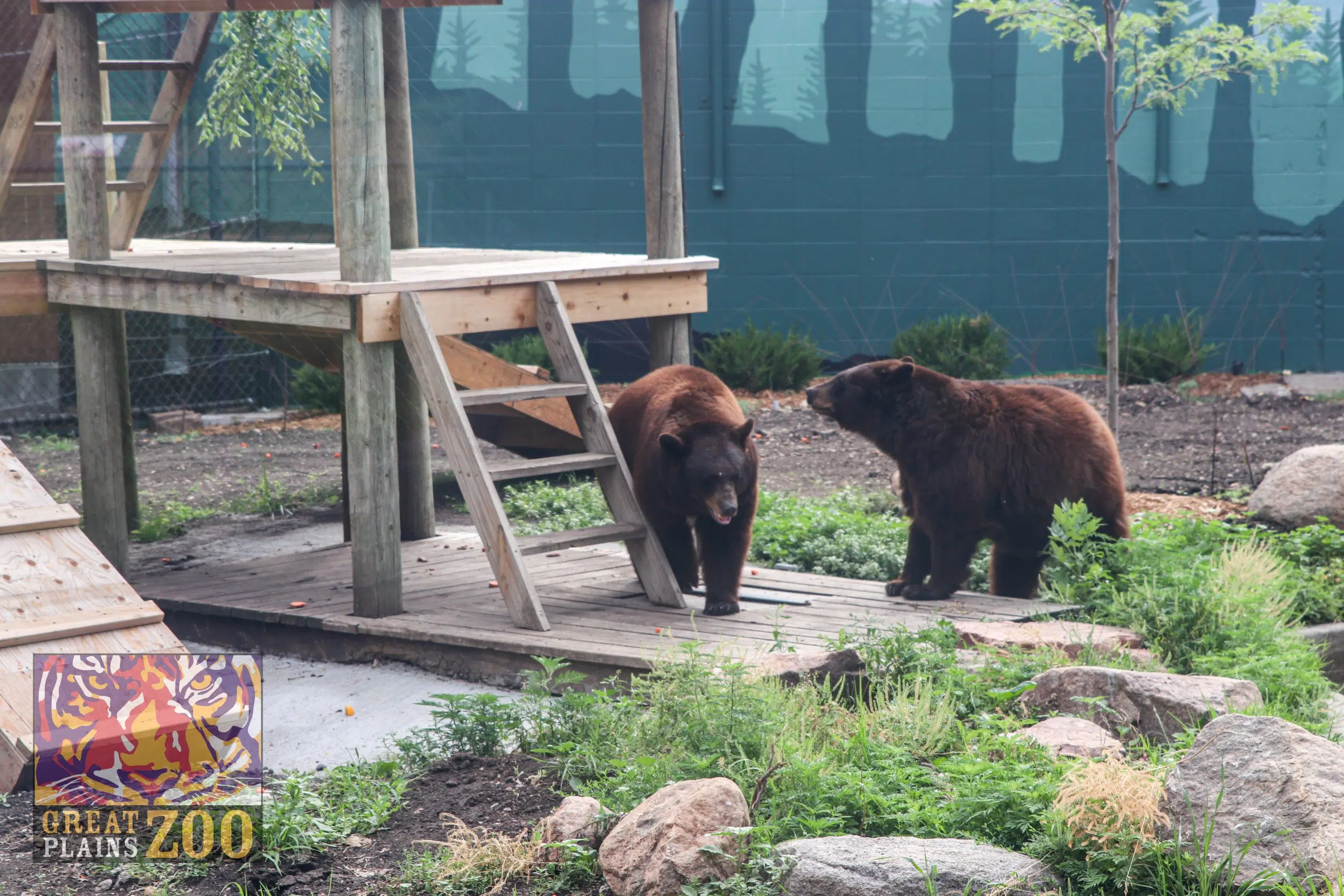 Great Plains Zoo to celebrate renovated bear exhibit | 103.7 The KRRO