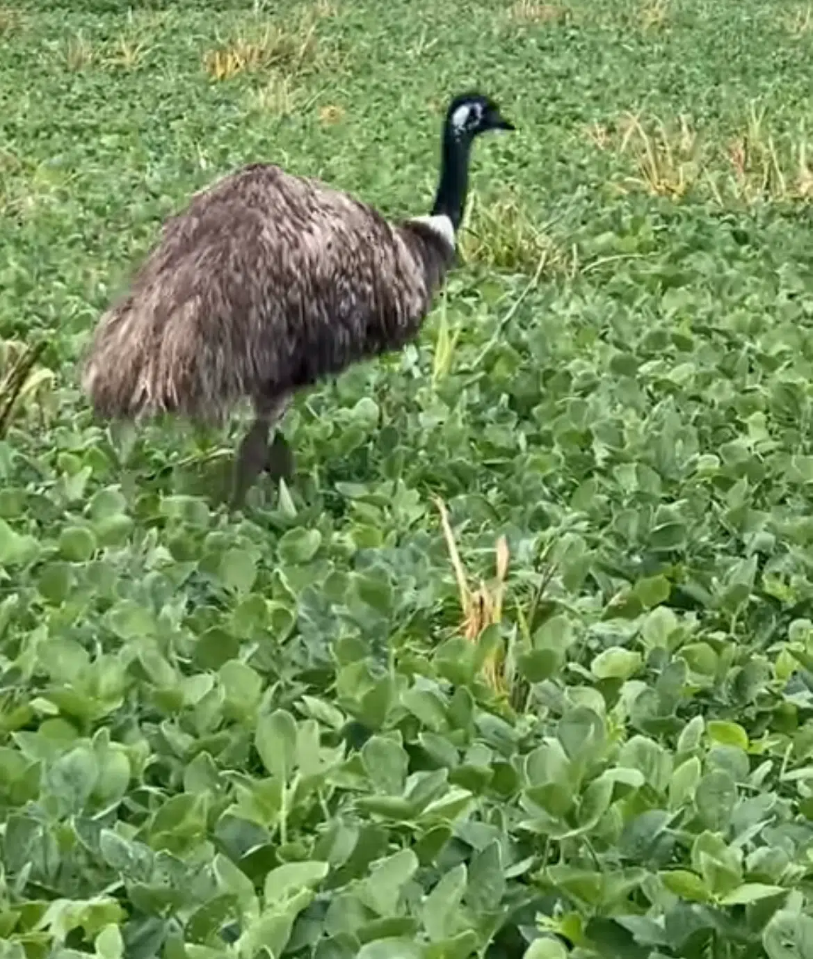 Blue, the emu, still on lam north of Sioux Falls; owners overwhelmed ...