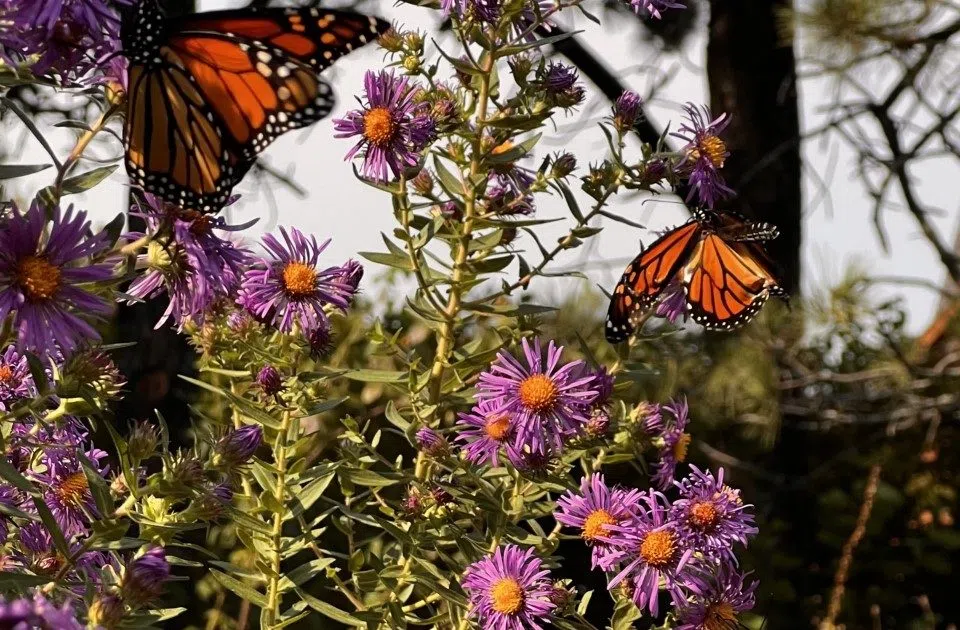 Fall migration of the monarch butterfly underway | KELO-AM