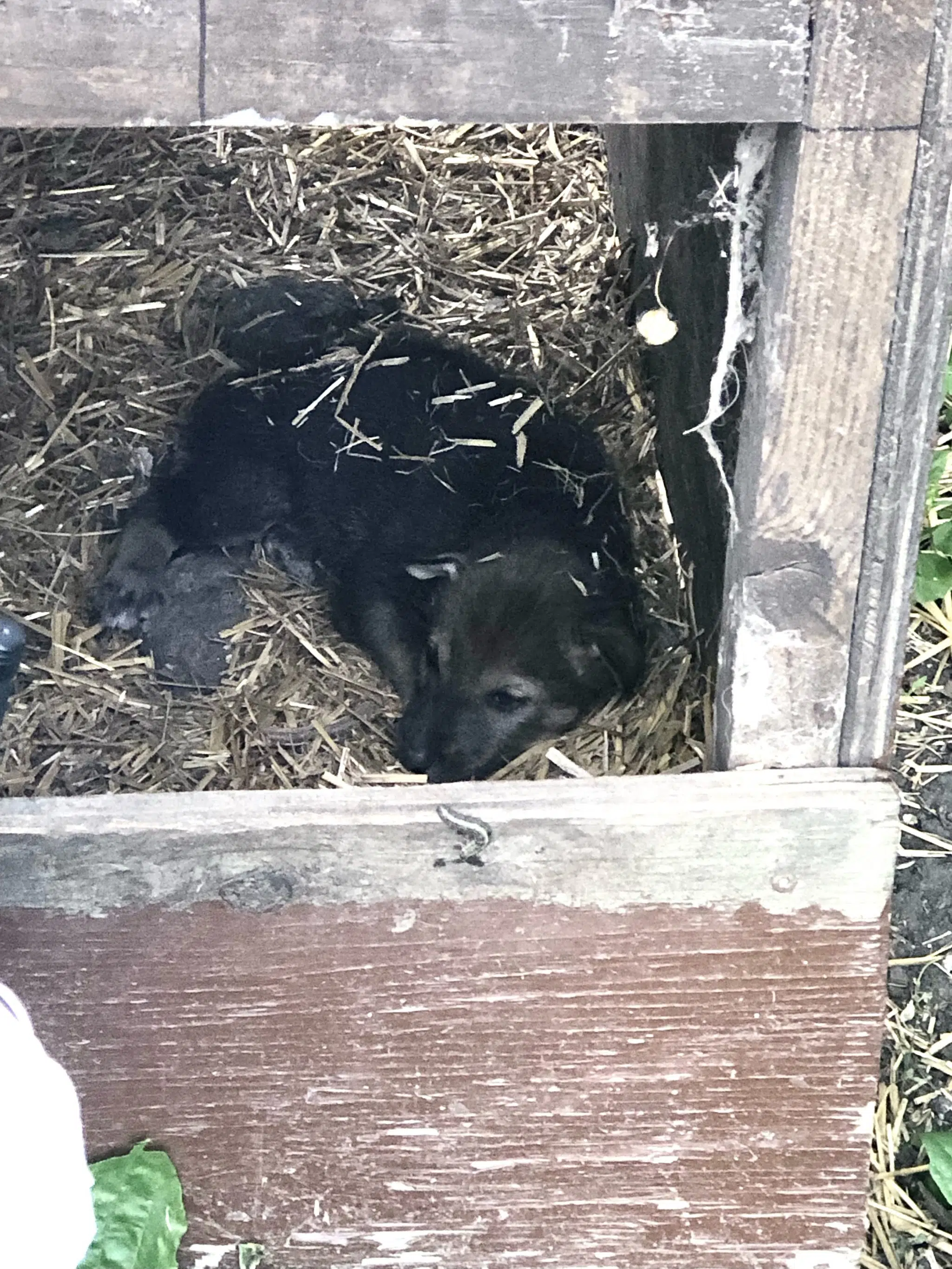 Great Plains Zoo announces birth of critically endangered wolves | KELO-AM