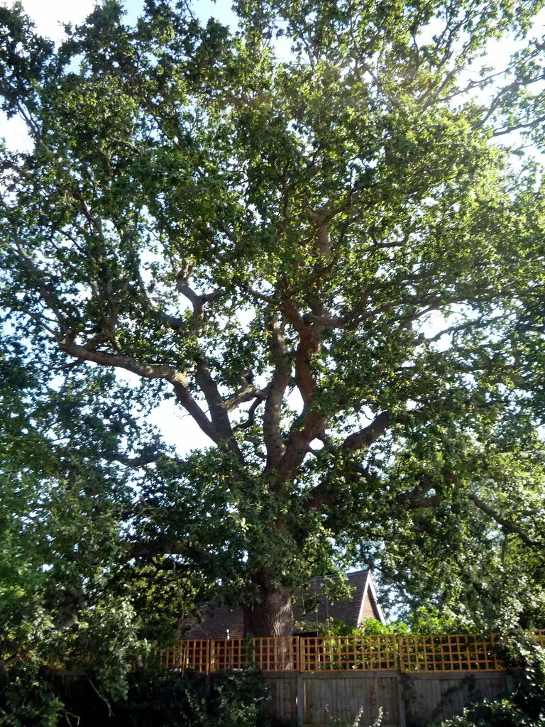 Fighting emerald ash borers | Sports Radio KWSN