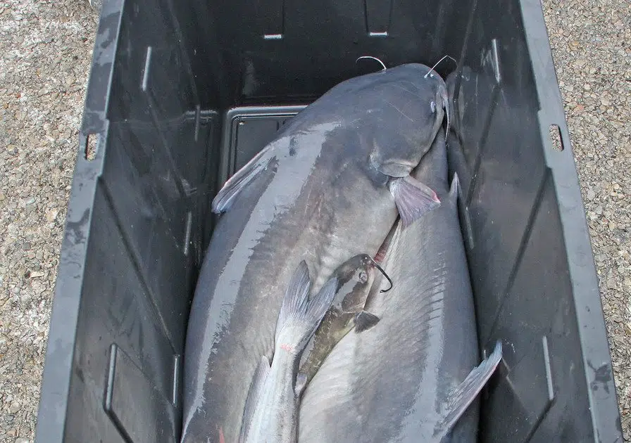 Pro Fishing Champion Accused Of Cheating At Competition | Owensboro Radio