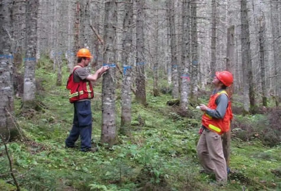 Additional COVID-19 guidelines for silviculture operators, employees