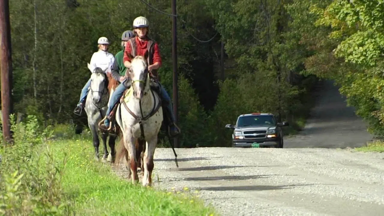 Reminder to share the road with horses and their riders - Energeticcity.ca