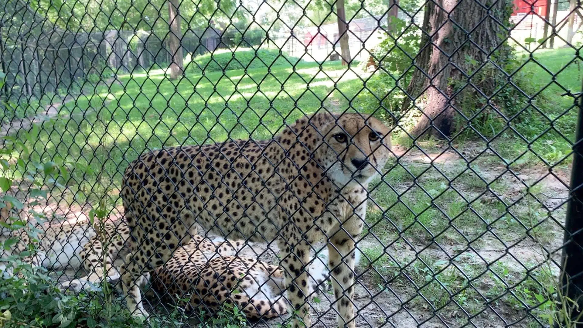 WATCH: Scovill Zoo and The HOT25 | NowDecatur.com