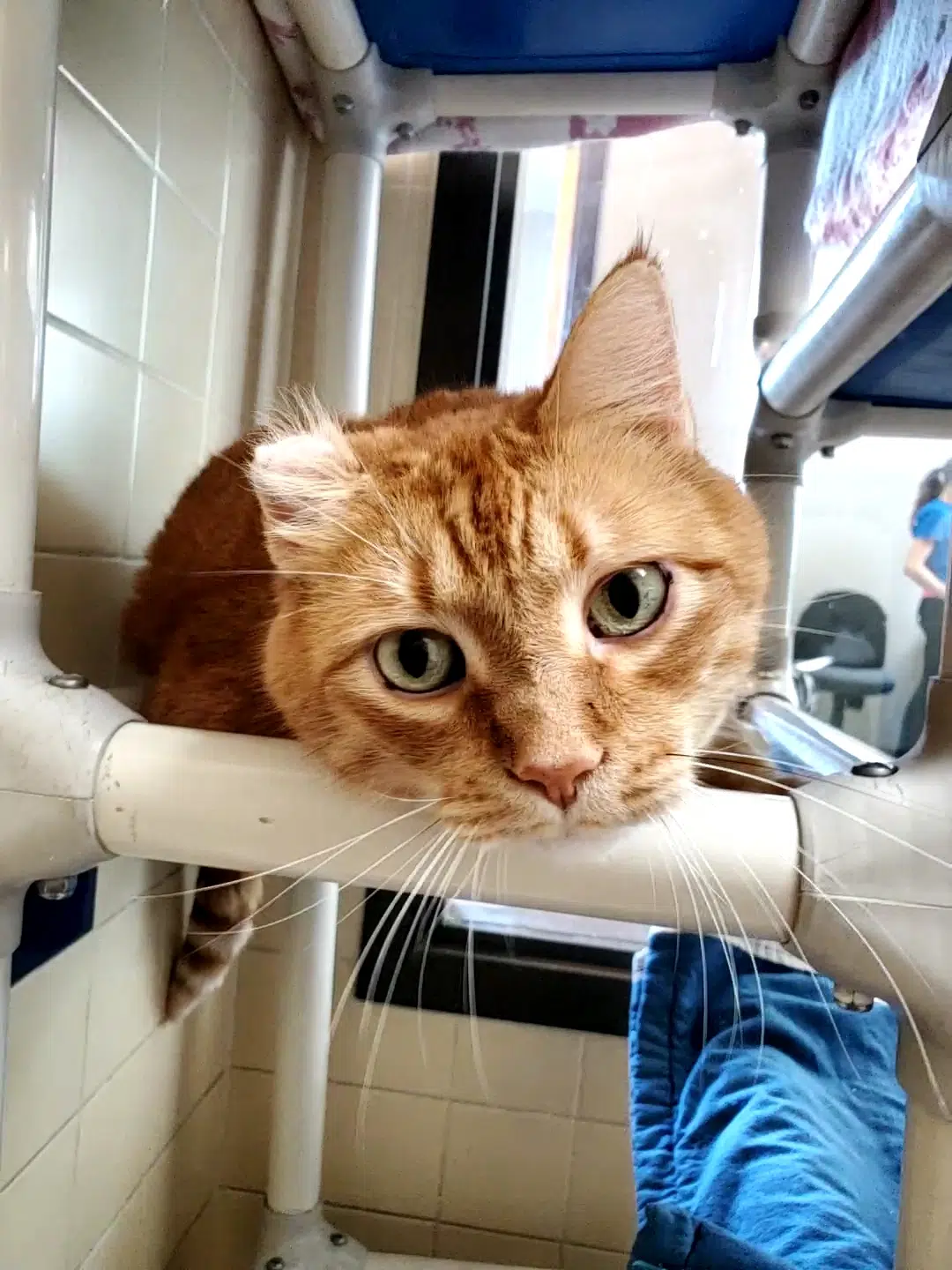 Rock 108 Fursday: Hefty the Cat! | Rock 108