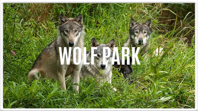 Wolf Park | justaroamaway.com