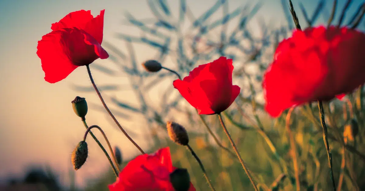 Call for Red Poppy Festival Poster Art | Hello Georgetown