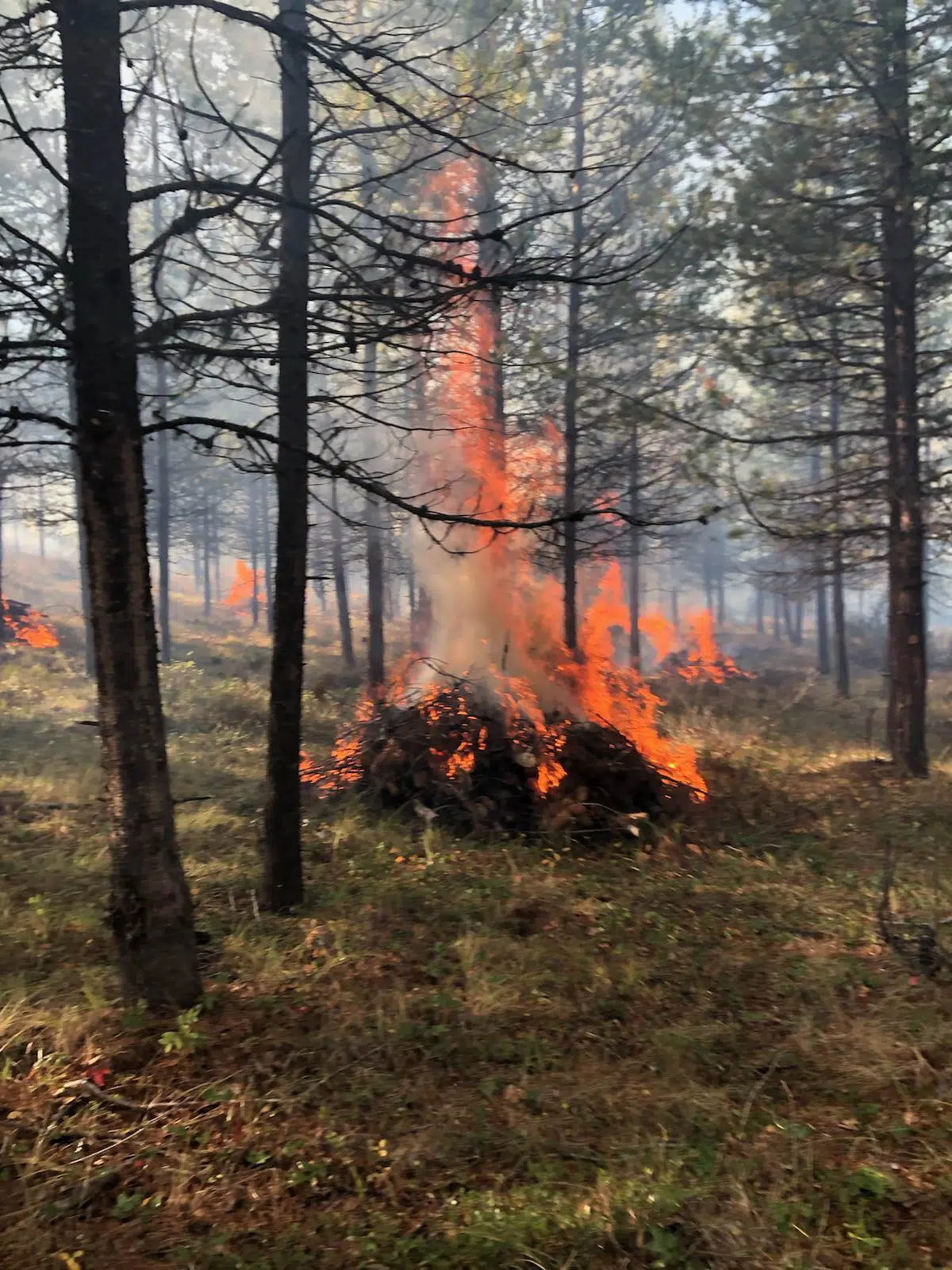 Wildfire risk reduction work in Kimberley Monday | 102.9 Rewind Radio