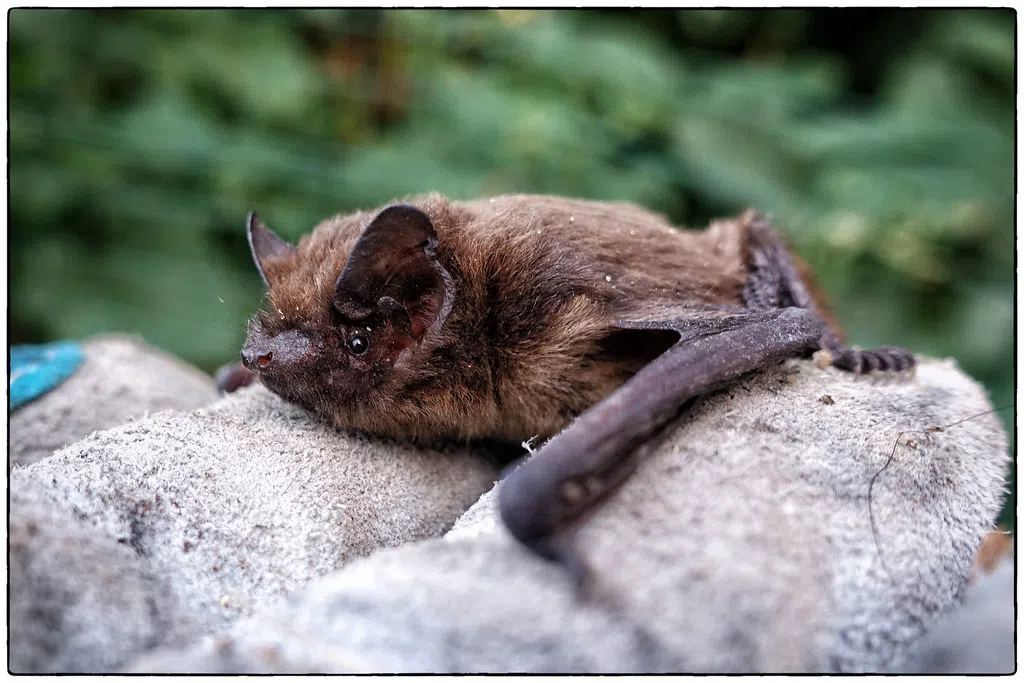 CBT supporting Wildlife Conservation Society Canada bat home project ...