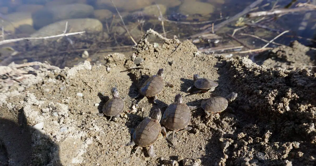 Turtle Day returns to Elizabeth Lake April 26 | Wild 104.7 - East ...