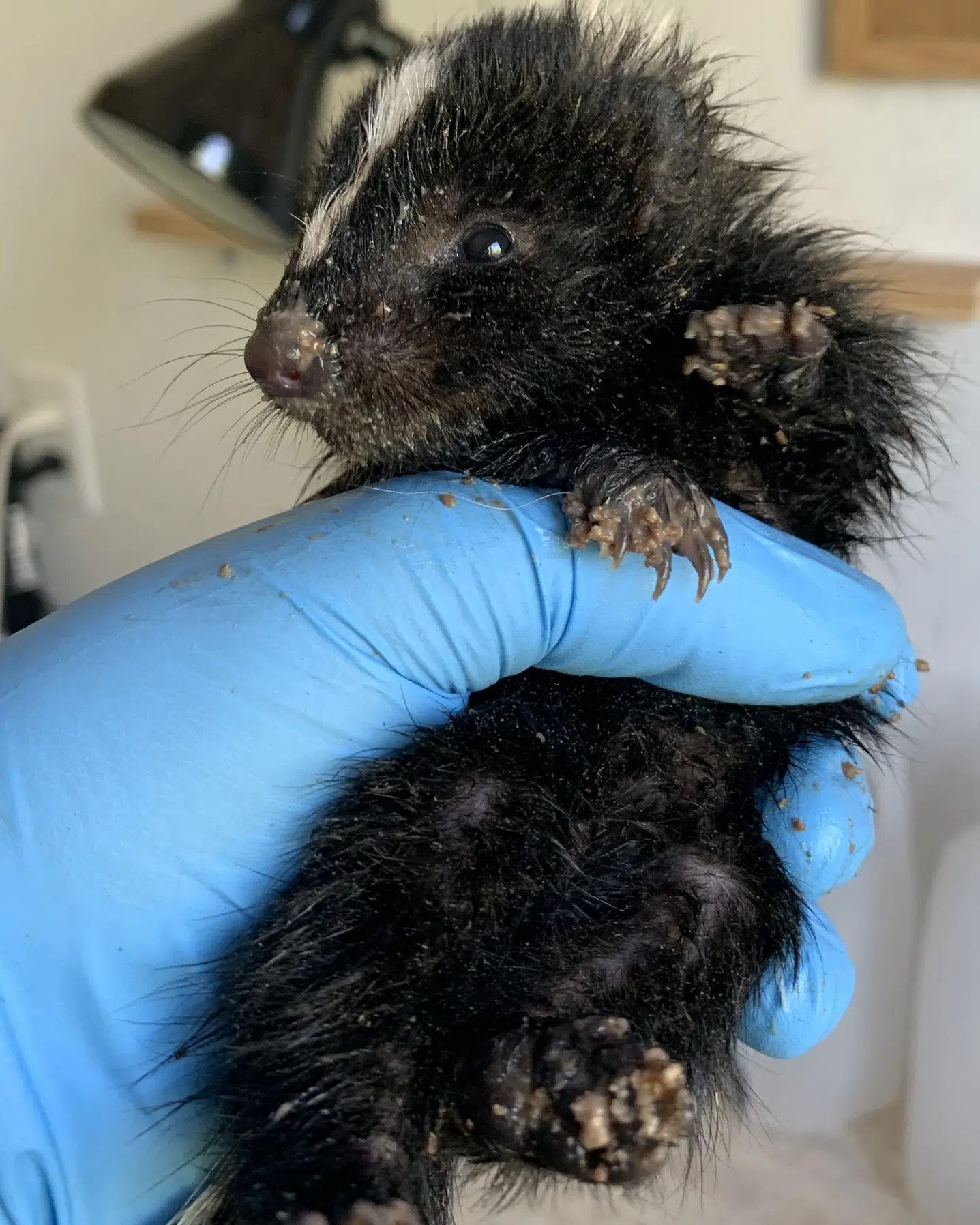 Animal rescue groups warn of skunks preparing Springtime dens at ...