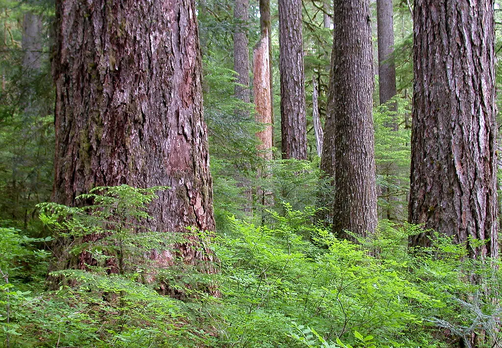 NS Finds High Production Forest Zone for Triad Model of Forestry | 101. ...