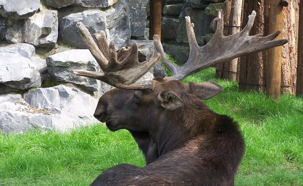 Annual lottery for moose hunting license in Cape Breton | 101.5 The Hawk