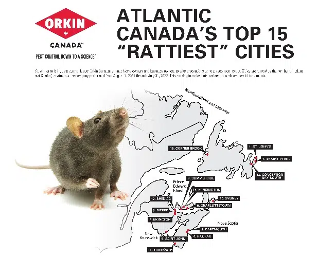 Four N.B. Cities Make Rattiest List In Atlantic Canada | 91.9 The Bend