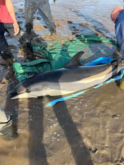 Dozens Help Rescue Dolphins In Digby | Y95.5