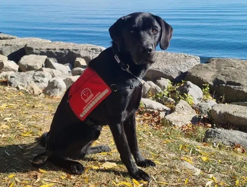 Jaz Becomes N.B.’s Second Justice Facility Dog | Country 94