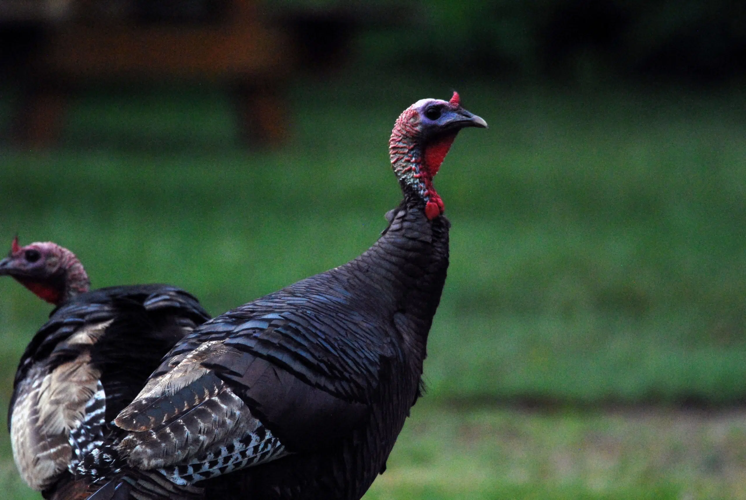 9,000 juvenile turkeys killed in Annapolis Valley barn fire | 101.5 The ...