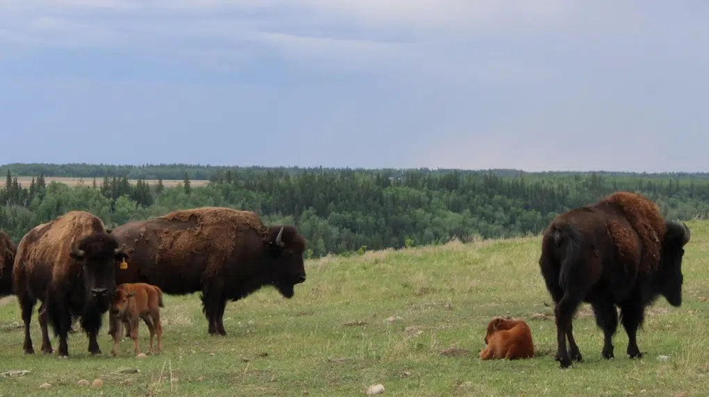 Bison hunt returns for first time in five years | 89.3 The Raven