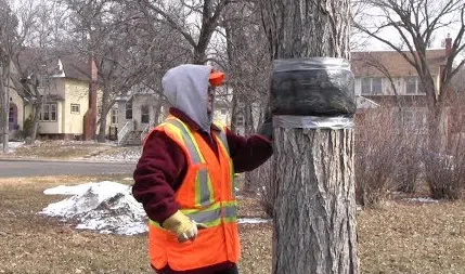City of Regina encouraging tree banding to prevent cankerworms | 620 ...