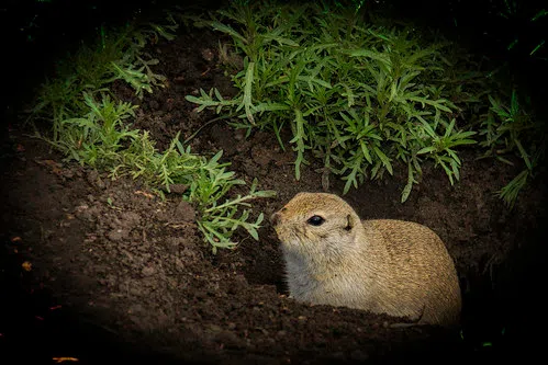 City shifting into gopher control mode | 620 CKRM The Voice of Saskatchewan