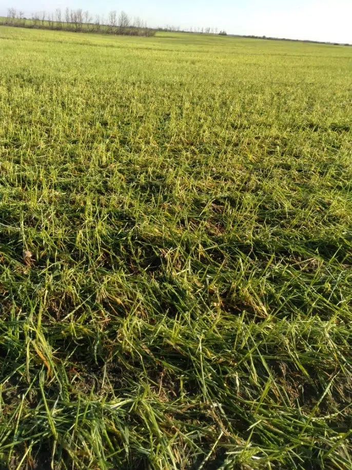 Payments Exceeds Premiums for Crop Hail Insurance Companies | 620 CKRM ...